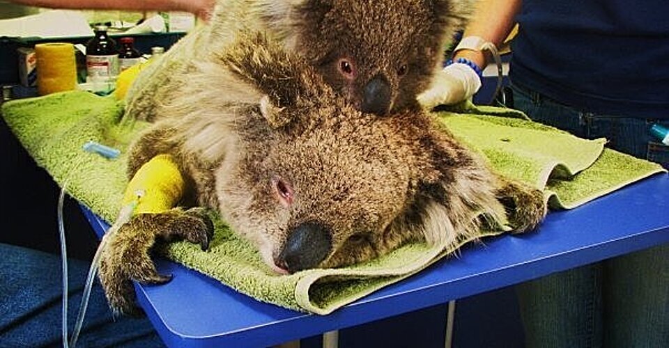 Playing Games to support hurt koalas in Australia! von sibunasings ...