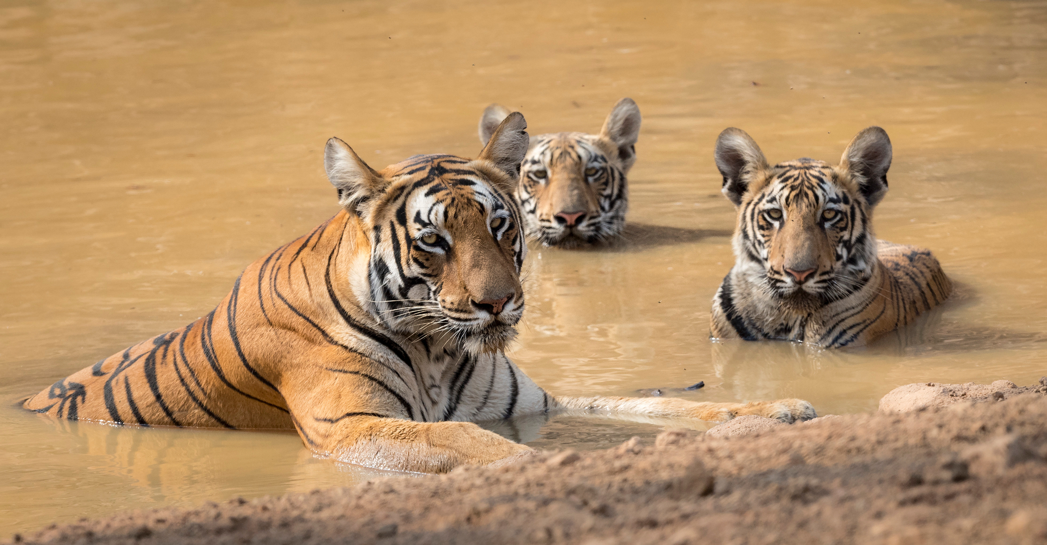 PWEET - TIERISCH WILD! von BattleZoo: Unterstütze diese Spendenaktion