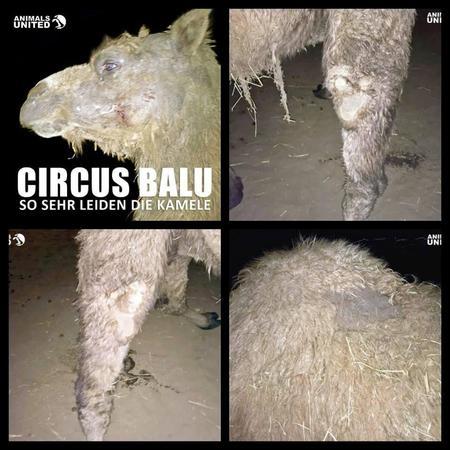 Der Kampf um die leidenden Tiere des Circus Balu – Neuigkeiten von ...