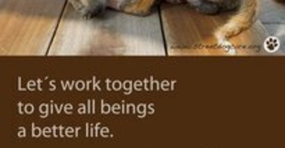 Street Dog Care – Street Dog Care – betterplace.org