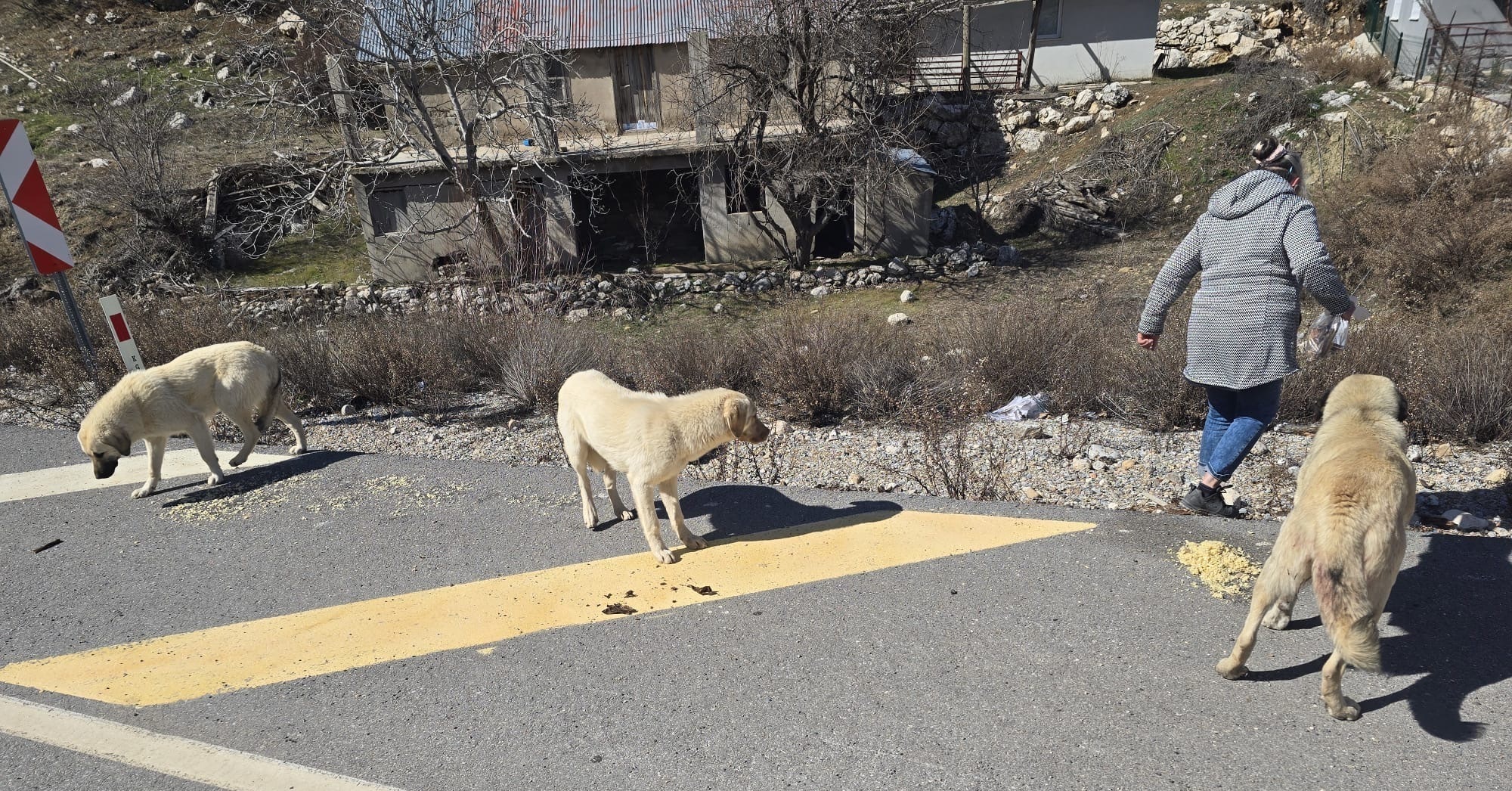 Der Freilauf ist finanziert - der Traum wird wahr!!! – Neuigkeiten von ...