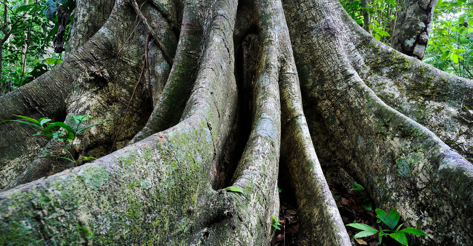 The weeping Lacandon Jungle – Selva Lacandona – Planetfond e.V ...