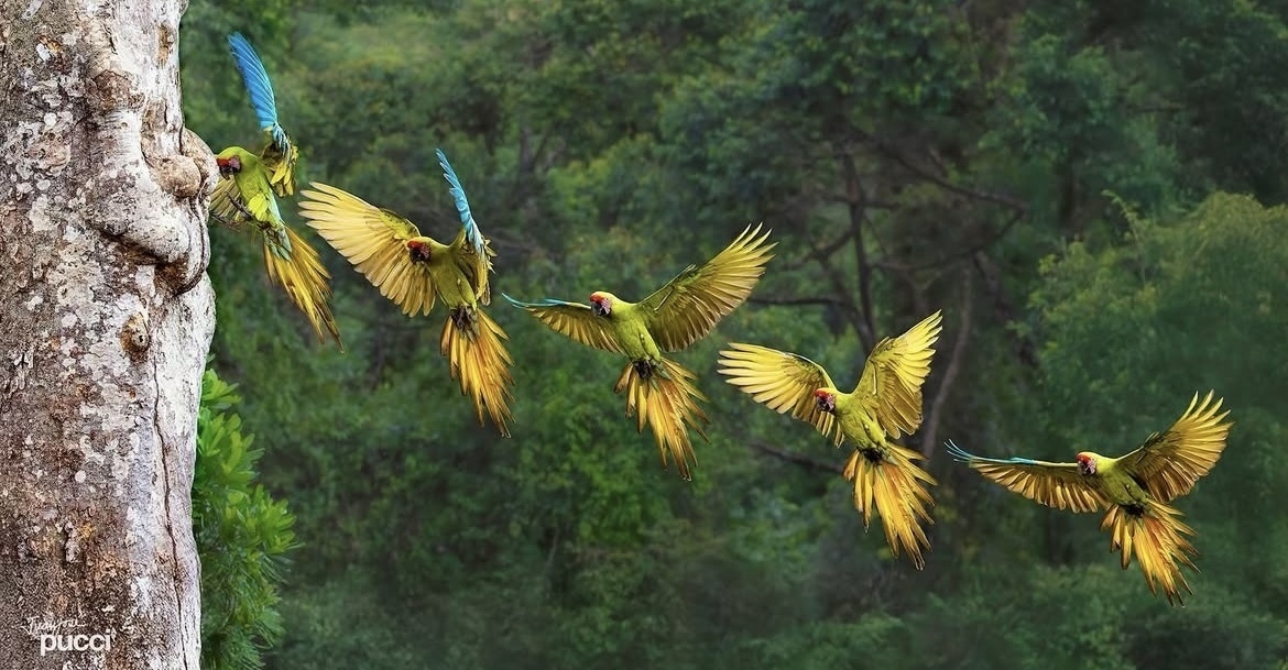 Saving the Great Green Macaw in Costa Rica – Federnliebe e.V ...
