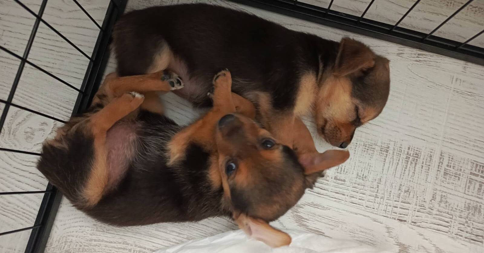 Danke für Ihre Unterstützung - aktuelle Bedarfe – Neuigkeiten von ...