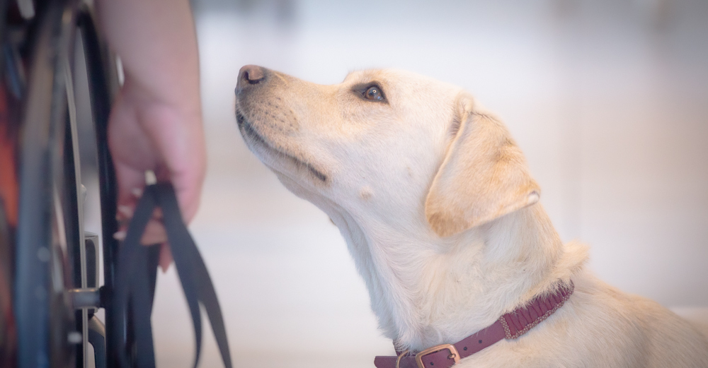 Give the courage to live – donate for an assistance dog for ME/CFS ...