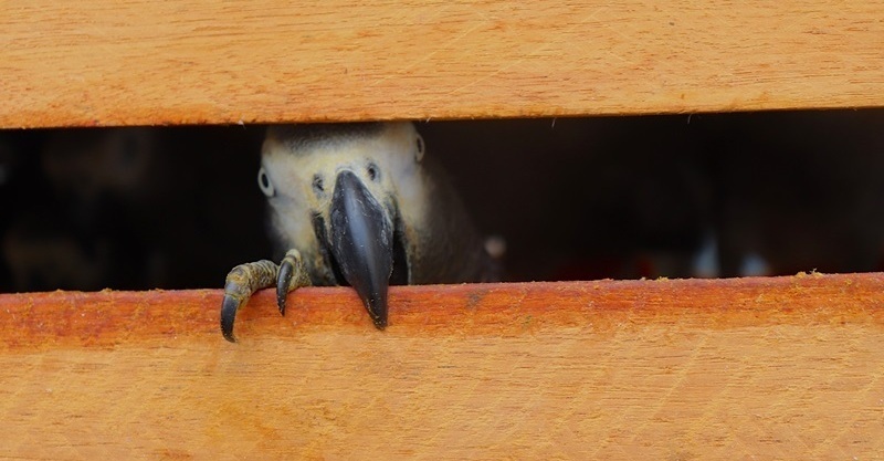 Rescue and Release of Grey Parrots in Cameroon – Federnliebe e.V ...
